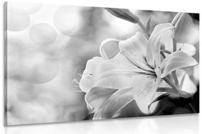 Obraz květ lilie na abstraktním pozadí v černobílém provedení - 120x80 cm