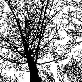 Malvis ® Tapeta černobílé koruny stromů Vel. (šířka x výška): 216 x 140 cm