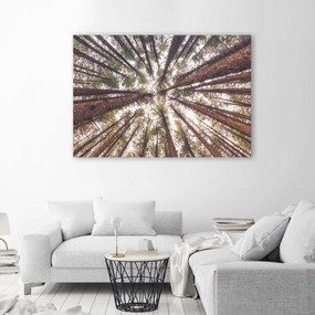 Obraz na plátně Zelený borový les - 60x40 cm
