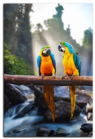 Obraz na plátně - Modro žluté Macaw - obdélník 7232A (120x80 cm)