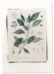 Botanická fotografie na zeď - Skořice - 21 x 30 cm (A4) / bez rámu (s háčkem na zavěšení)