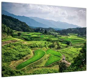 Skleněný obraz rýžových polí (70x50 cm)