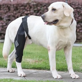 PEPU Podpora kolen pro psa ortéza, Barvy M