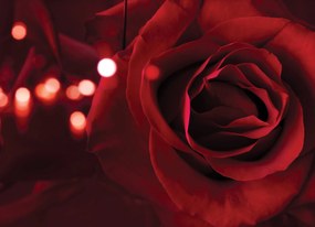 Malvis ® Tapeta Růže detail Vel. (šířka x výška): 504 x 310 cm