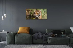 Obraz na skle Tiger Woods 125x50 cm