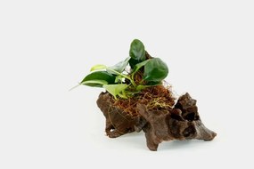 Rataj 1 Anubias na kořenu