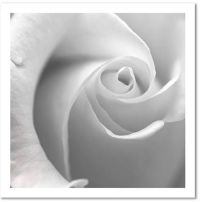 Gario Obraz na plátně Bílá růže v detailním záběru Rozměry: 30 x 30 cm