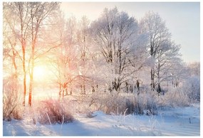 Fototapeta Zimní stromy 104x70