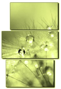 Obraz na plátně - Dandelion z kapkami rosy- obdélník 7262ZC (105x70 cm)