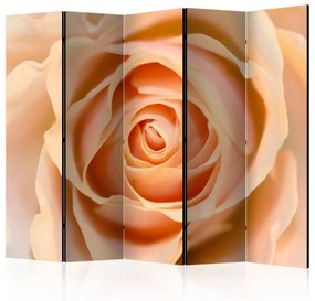 Paraván - Peach-colored rose II [Room Dividers]