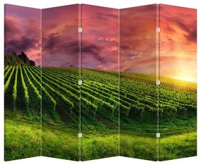 Paraván - Vinohrad s barevným nebem (210x170 cm)