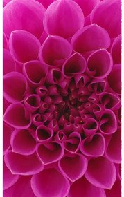 Vliesová fototapeta Růžová jiřina 150 x 250 cm + lepidlo zdarma / MS-2-0132 vliesové fototapety na zeď DIMEX