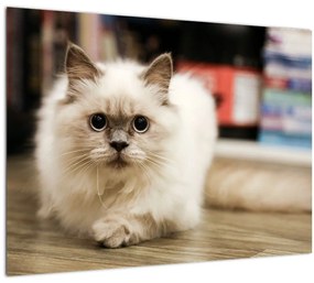 Obraz bílé kočky (70x50 cm)