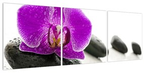 Obraz orchideje (120x40 cm)