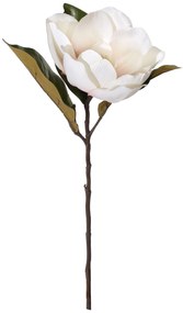 Magnolie bílá, 60 cm