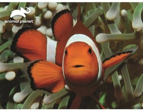 PRIME 3D PUZZLE - Ryba Kloun 63 dílků 10714
