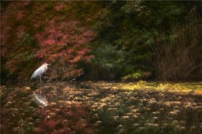 Jiří Hřebíček | Silent Autumn Admirer Rám: Bez rámu, Velikost: 30 x 40 cm