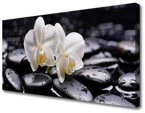 Obraz na plátně Kameny Zen Bílá Orchidej 100x50 cm