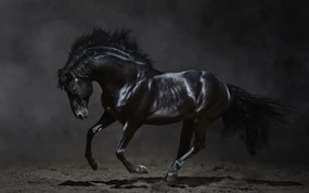 Vícedílný obraz Černý Kůň Ve Cvalu Nedostatek Nedostatek Přírodní plátno 80x50