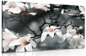 Obraz probouzející se magnolie