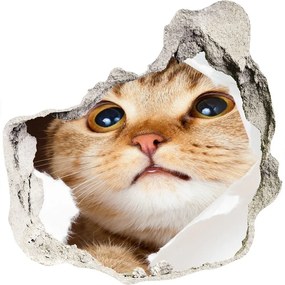 Wallmuralia Díra 3D fototapeta na stěnu Kočka v díře 75x75 cm
