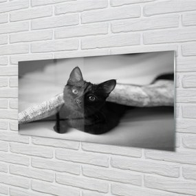 Obraz na skle Kočka pod přikrývkou 140x70 cm
