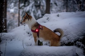 Orbiloc LED světlo na obojek Red (Orbiloc LED světlo na obojek Red)