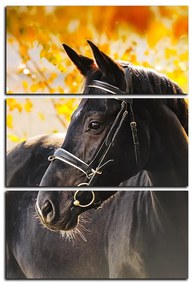 Obraz na plátně - Černý kůň - obdélník 7220B (105x70 cm)