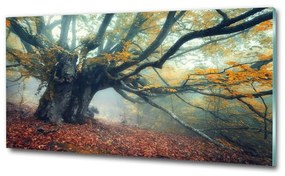 Wallmuralia Fotoobraz na skle Starý strom 100x50
