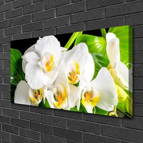 Obraz na plátně Orchidej Květiny Příroda 100x50 cm
