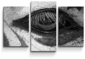Sablio Obraz - 3-dílný Oko zebry - 75x50 cm