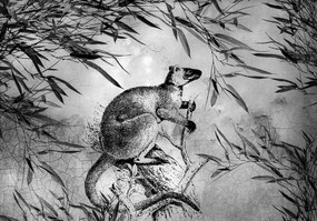 Fototapeta - Černobílý klokan (254x184 cm)