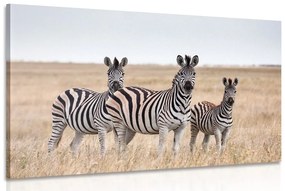 Obraz tři zebry v savaně Varianta: 60x40