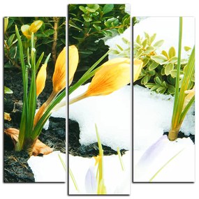 Obraz na plátně - Časné jarní květiny - čtverec 3242C (105x105 cm)