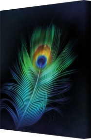 Obraz na plátně Peacock Eye