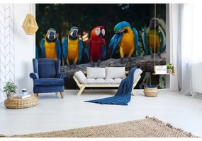 DIMEX | Samolepicí vliesová fototapeta na zeď Barevní papoušci Ara MA-5-0223 | 375 x 250 cm | vícebarevná