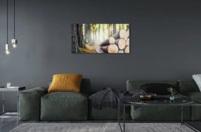 Obraz na skle Dříví prales přírodě 100x50 cm