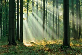 Postershop Plagát: Lúče svetla v zelenom lese