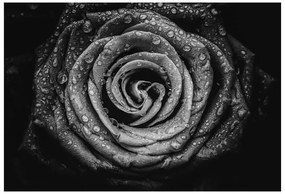 Fototapeta růže černá 104x70