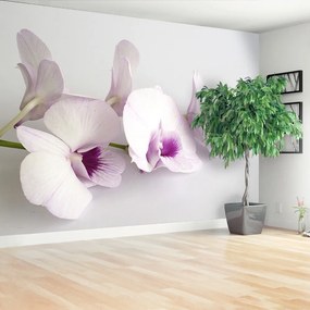 Fototapeta Bílé orchideje 104x70