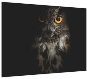 Skleněný obraz sovy (70x50 cm)