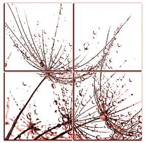 Obraz na plátně - Pampelišková semínka s kapkami vody - čtverec 3202KE (60x60 cm)