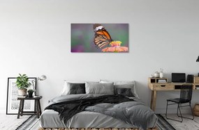Obrazy na plátně Barevný motýl květina 100x50 cm