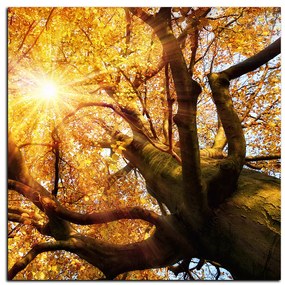 Obraz na plátně - Slunce přes větve stromu - čtverec 3240A (50x50 cm)