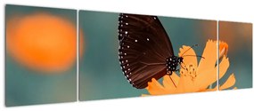Obraz - motýl na oranžové květině (170x50 cm)