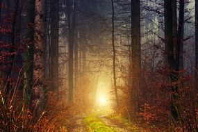 Samolepící fototapeta světlo v lese - 375x250 cm