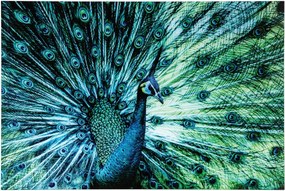 Nástěnná skleněná dekorace páv Peacock – 120*0,4*80 cm