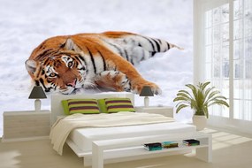 DIMEX | Samolepicí vliesová fototapeta na zeď Tygr ve sněhu MA-5-0595 | 375 x 250 cm | bílá, černá, oranžová