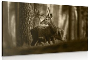 Obraz jelen v borovicovém lese v sépiové provedení Varianta: 60x40