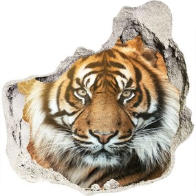 Wallmuralia Díra 3D fototapeta na stěnu Bengálský tygr 75x75 cm